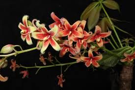 Mendidik anak bangsa memartabatkan bunga kelumpang sebagai simbol ...